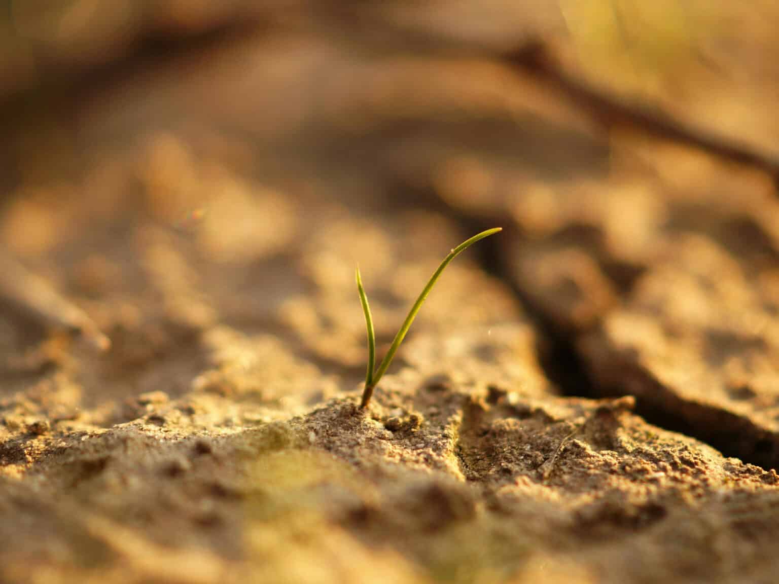 Case Study - Drought Early Warning for the Nile Basin - RMSI